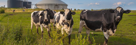 Converting Farm Methane Emissions into Clean Energy: How Renewable ...